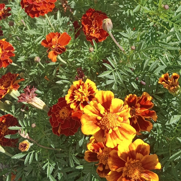 homegrown | Other | 200 Light And Dark Orange Marigold Seeds | Poshmark